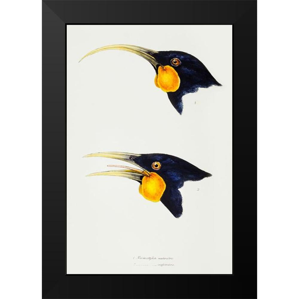 Gould, John 17x24 Black Modern Framed Museum Art Print Titled - Huia ...