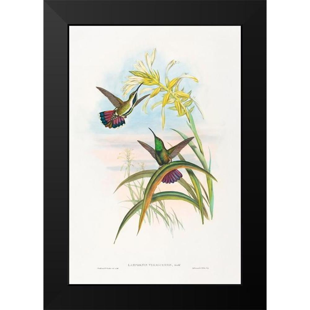 Gould, John 17x24 Black Modern Framed Museum Art Print Titled ...