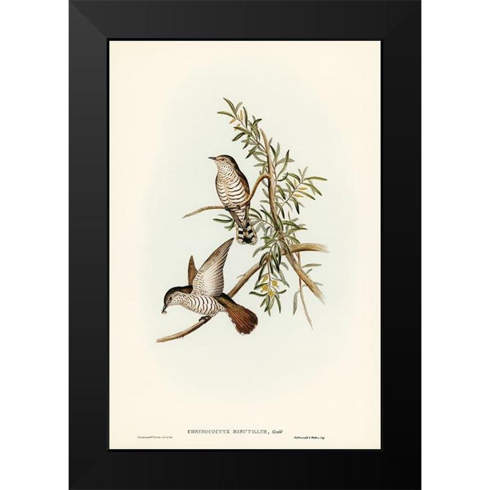 Gould, John 17x24 Black Modern Framed Museum Art Print Titled - Little Cuckoo-Chrysococcyx ...