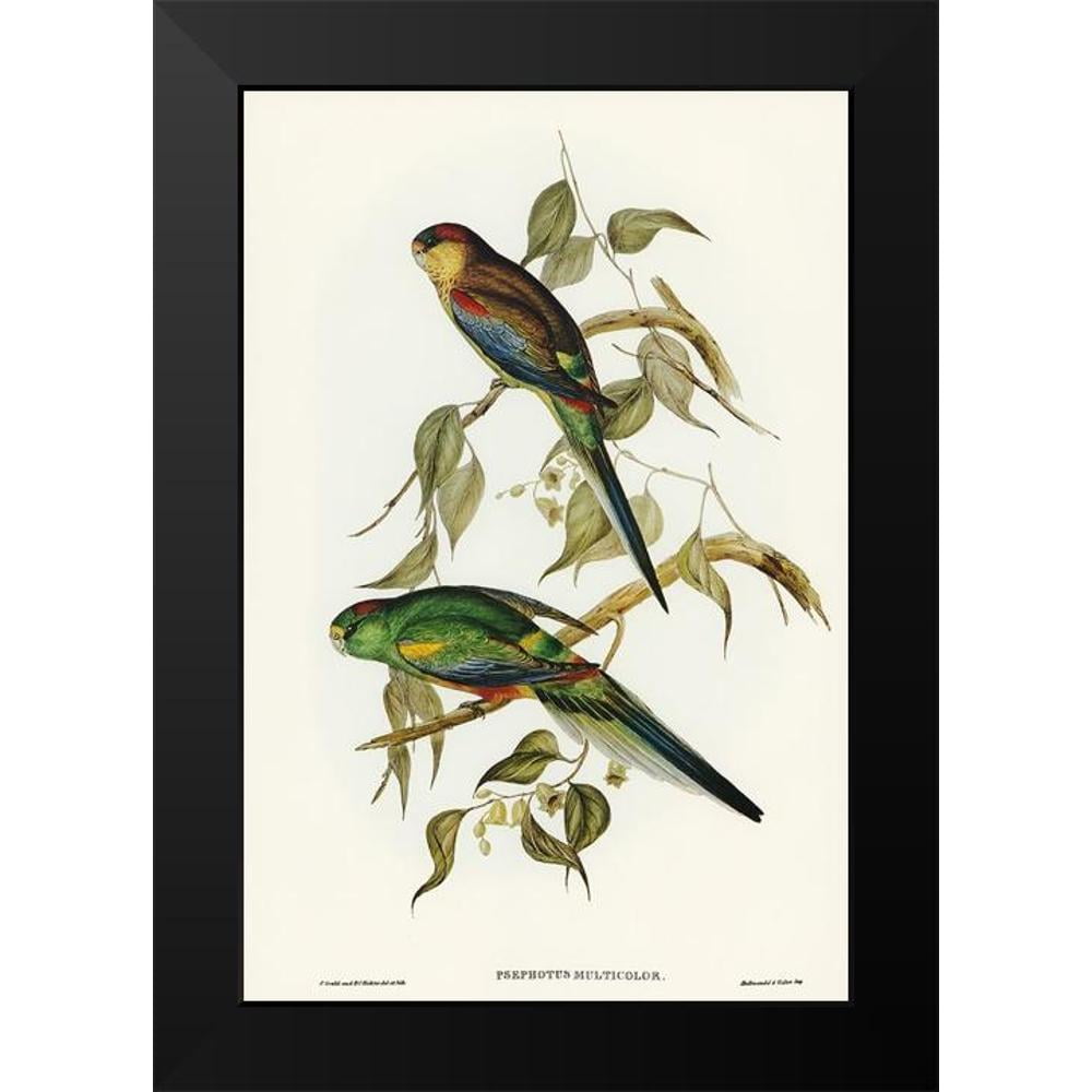 Gould, John 17x24 Black Modern Framed Museum Art Print Titled - Many ...