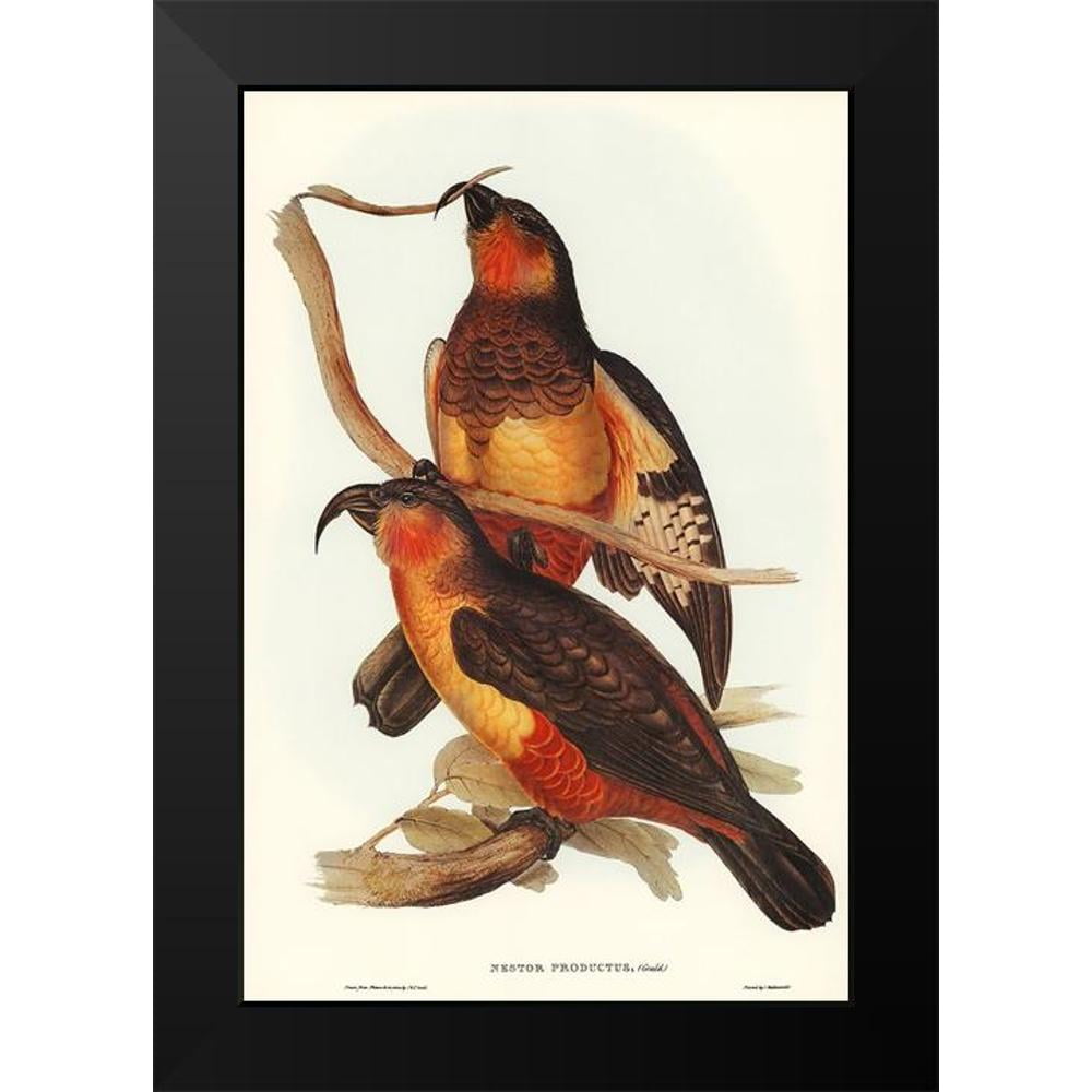 Gould, John 17x24 Black Modern Framed Museum Art Print Titled - Philip ...