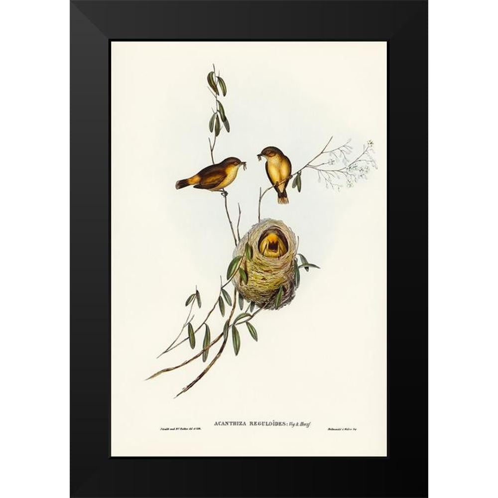 Gould, John 17x24 Black Modern Framed Museum Art Print Titled - Regulus ...