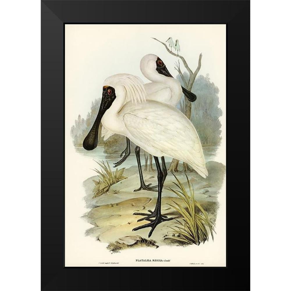 Gould, John 17x24 Black Modern Framed Museum Art Print Titled - Royal ...