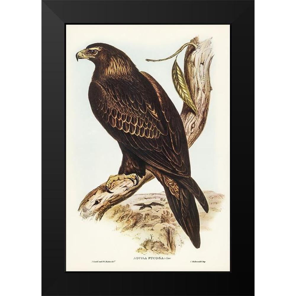 Gould, John 17x24 Black Modern Framed Museum Art Print Titled - Wedge ...