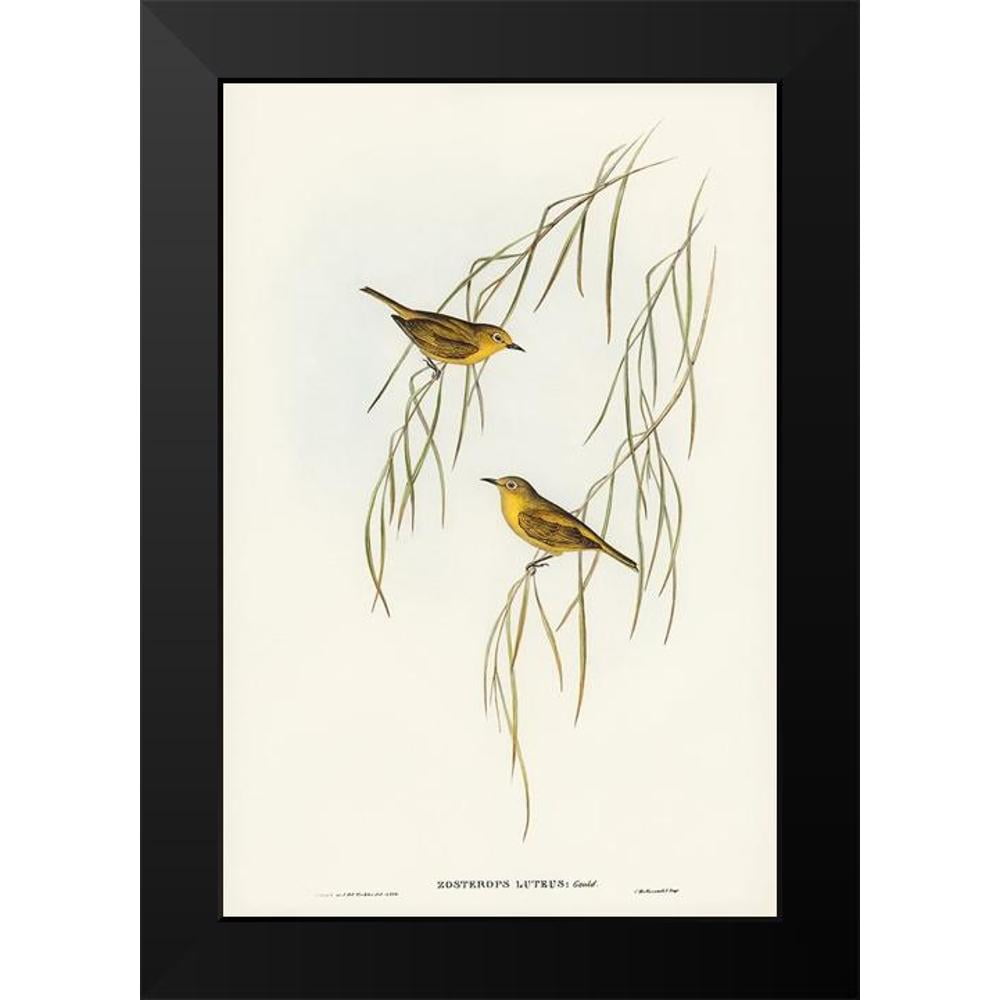 Gould, John 17x24 Black Modern Framed Museum Art Print Titled - Yellow ...