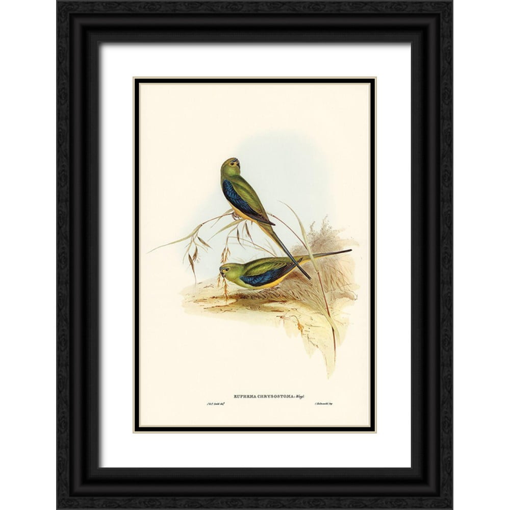 Gould, John 17x24 Black Ornate Wood Framed with Double Matting Museum ...