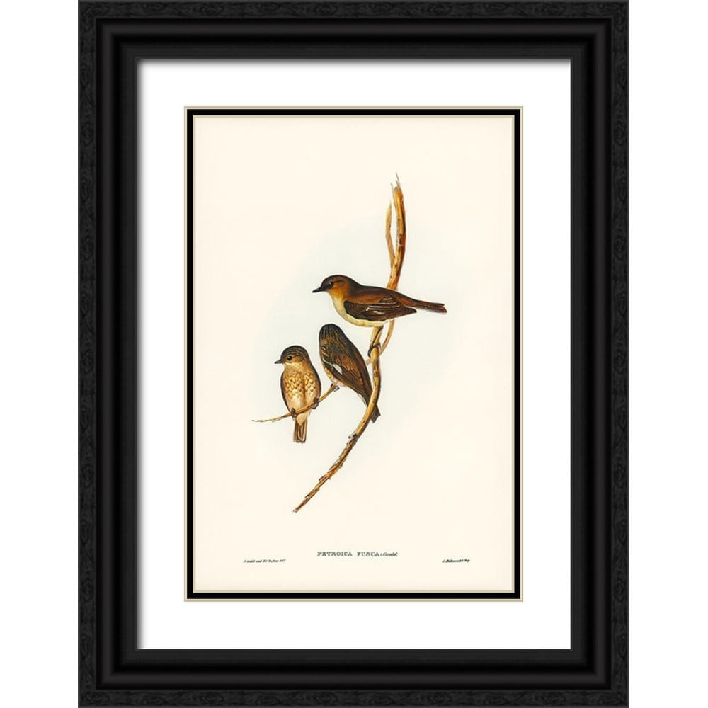 Gould, John 17x24 Black Ornate Wood Framed with Double Matting Museum ...