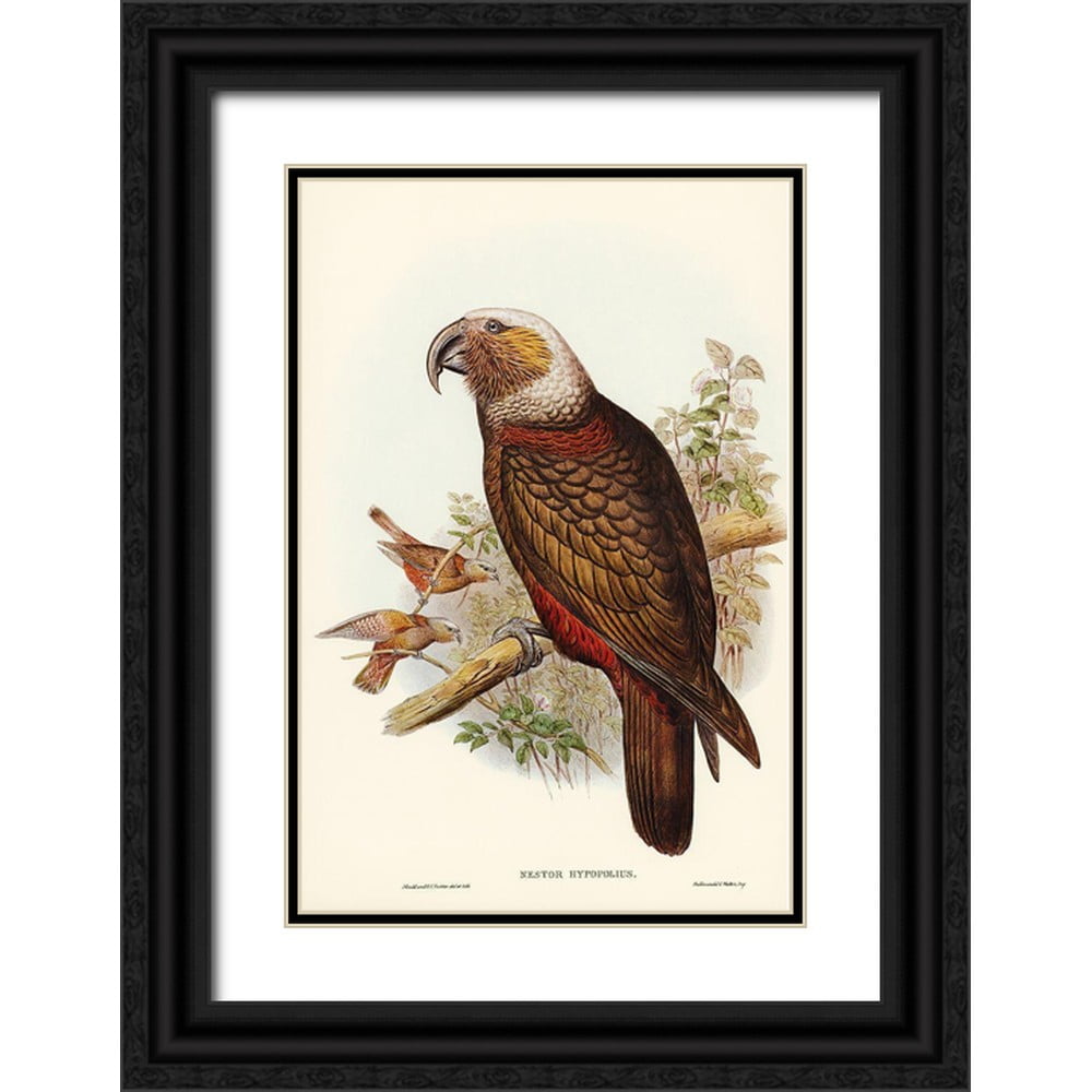 Gould, John 17x24 Black Ornate Wood Framed with Double Matting Museum ...