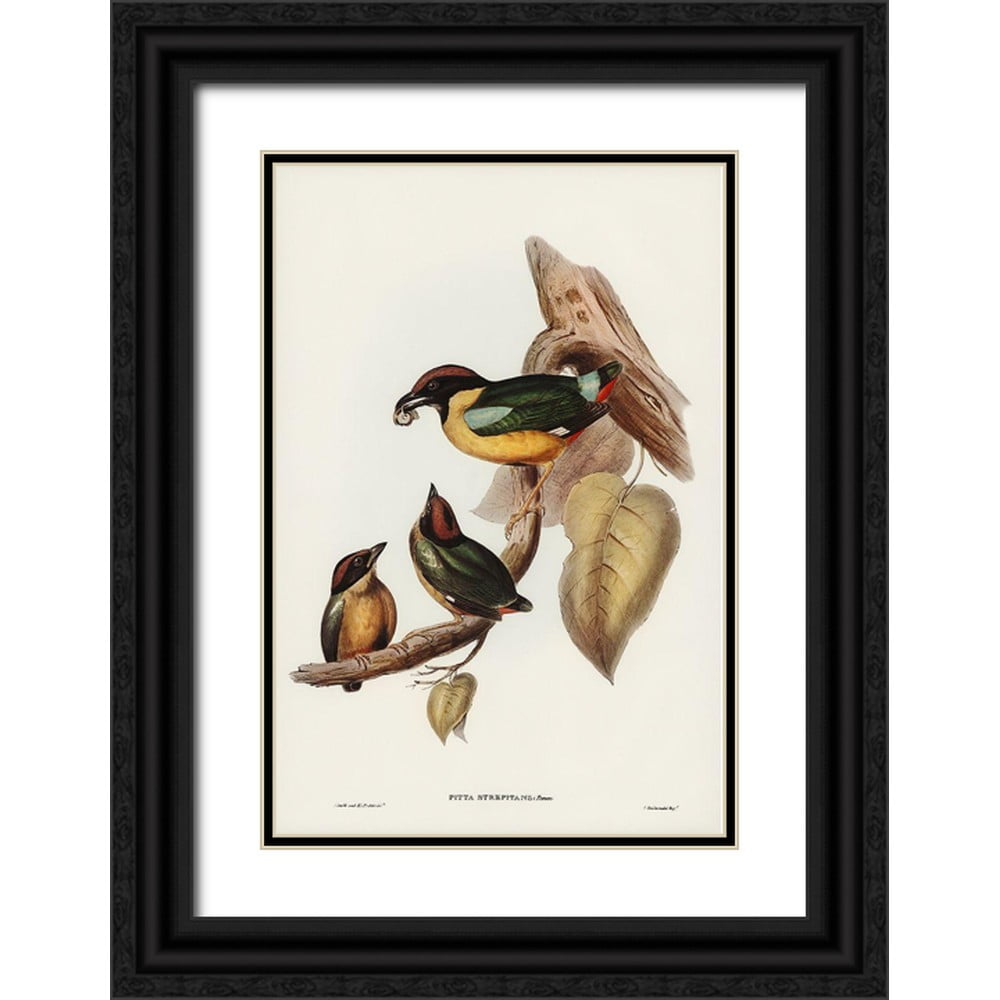 Gould, John 17x24 Black Ornate Wood Framed with Double Matting Museum ...