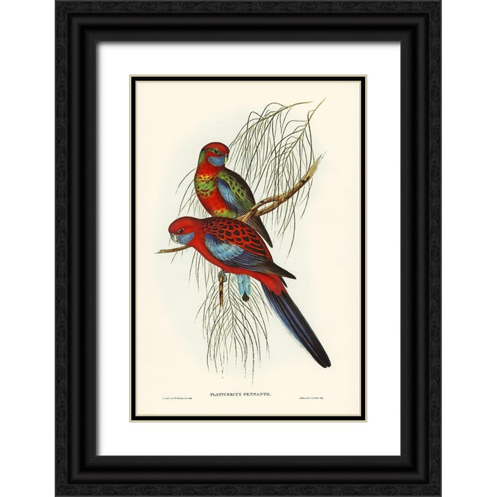 Gould, John 17x24 Black Ornate Wood Framed with Double Matting Museum ...