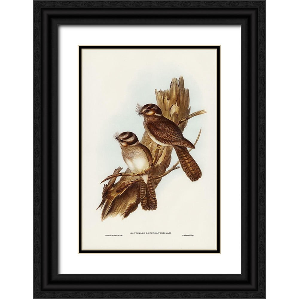 Gould, John 17x24 Black Ornate Wood Framed with Double Matting Museum ...