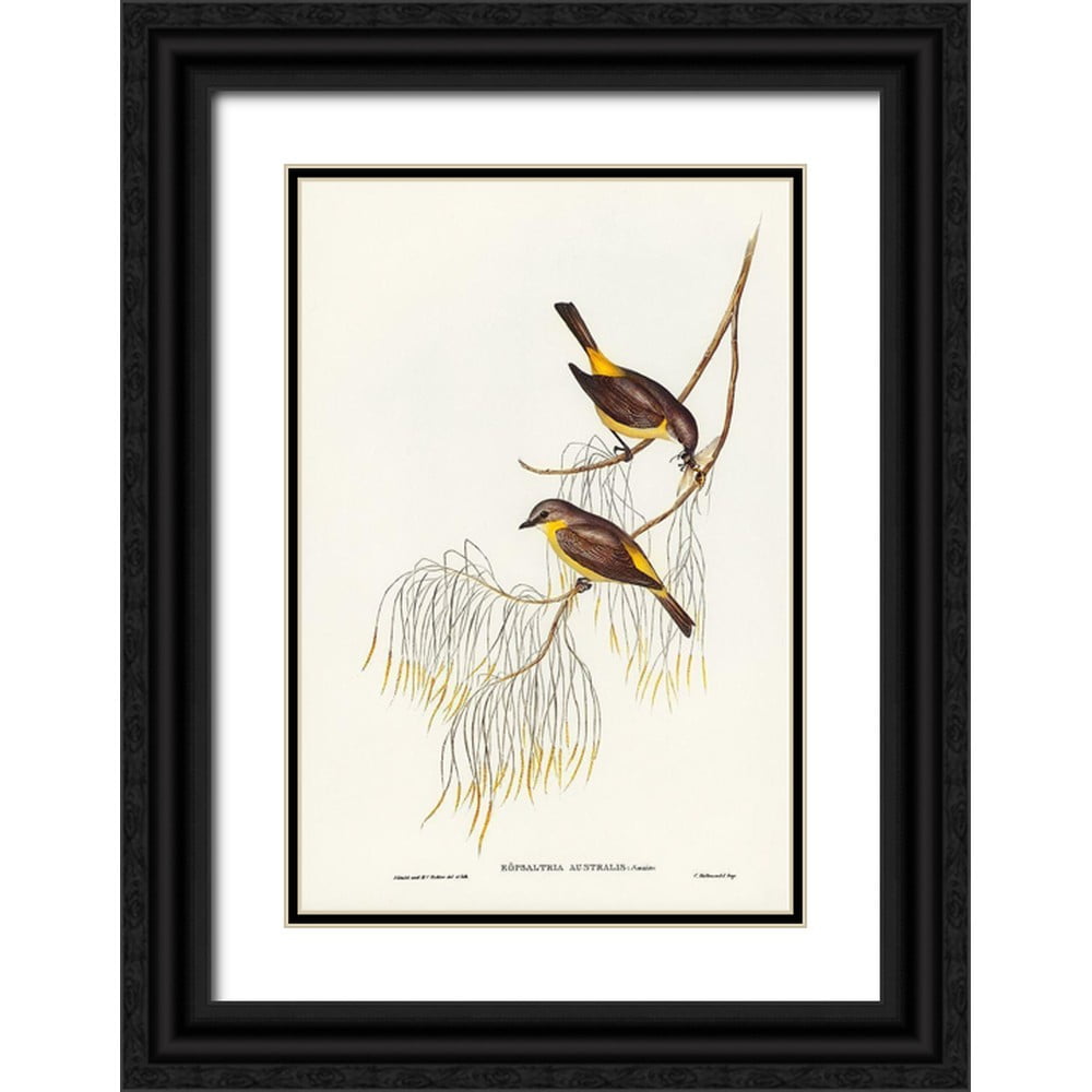 Gould, John 17x24 Black Ornate Wood Framed with Double Matting Museum Art Print Titled - Yellow ...