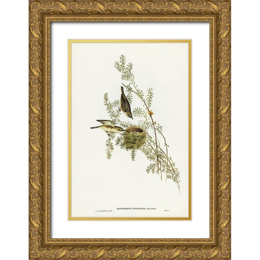 Gould, John 17x24 Gold Ornate Wood Framed with Double Matting Museum ...