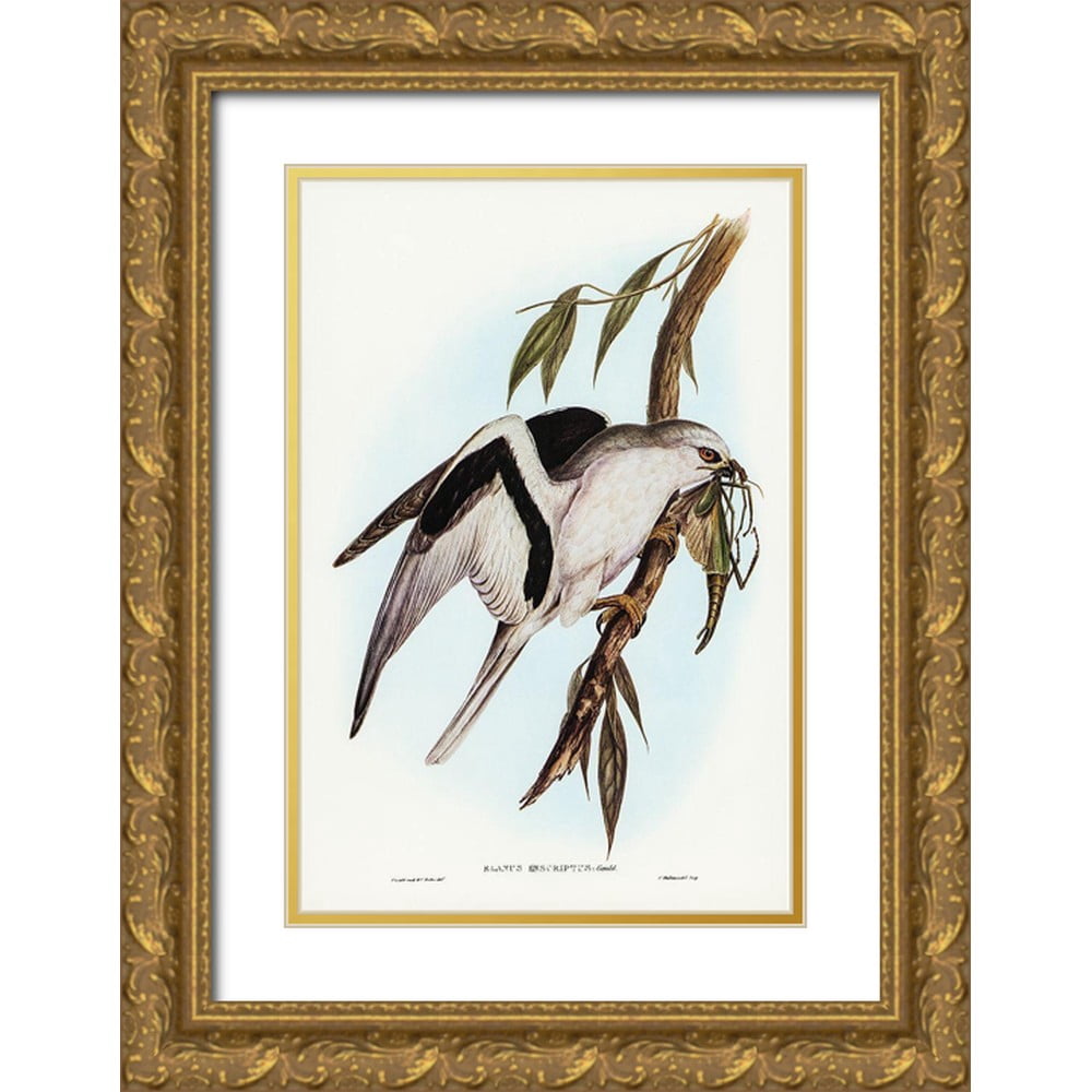 Gould, John 17x24 Gold Ornate Wood Framed with Double Matting Museum ...