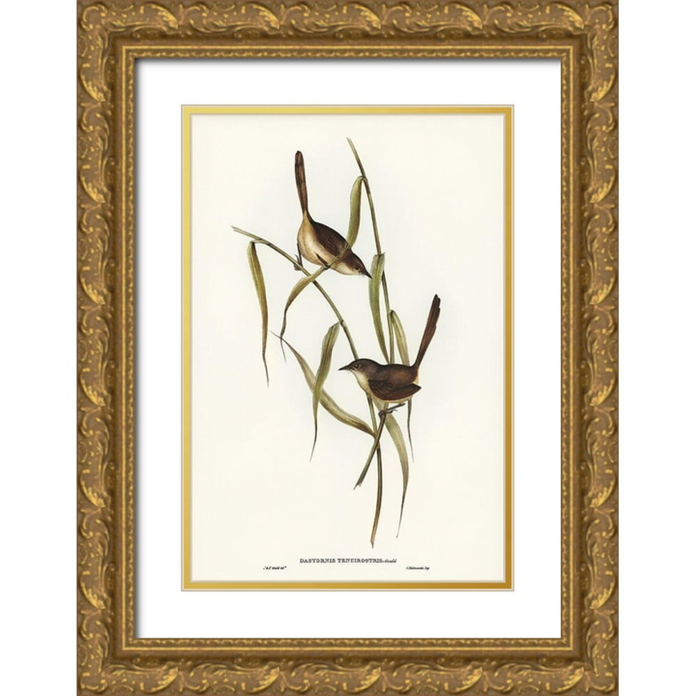 Gould, John 17x24 Gold Ornate Wood Framed with Double Matting Museum ...