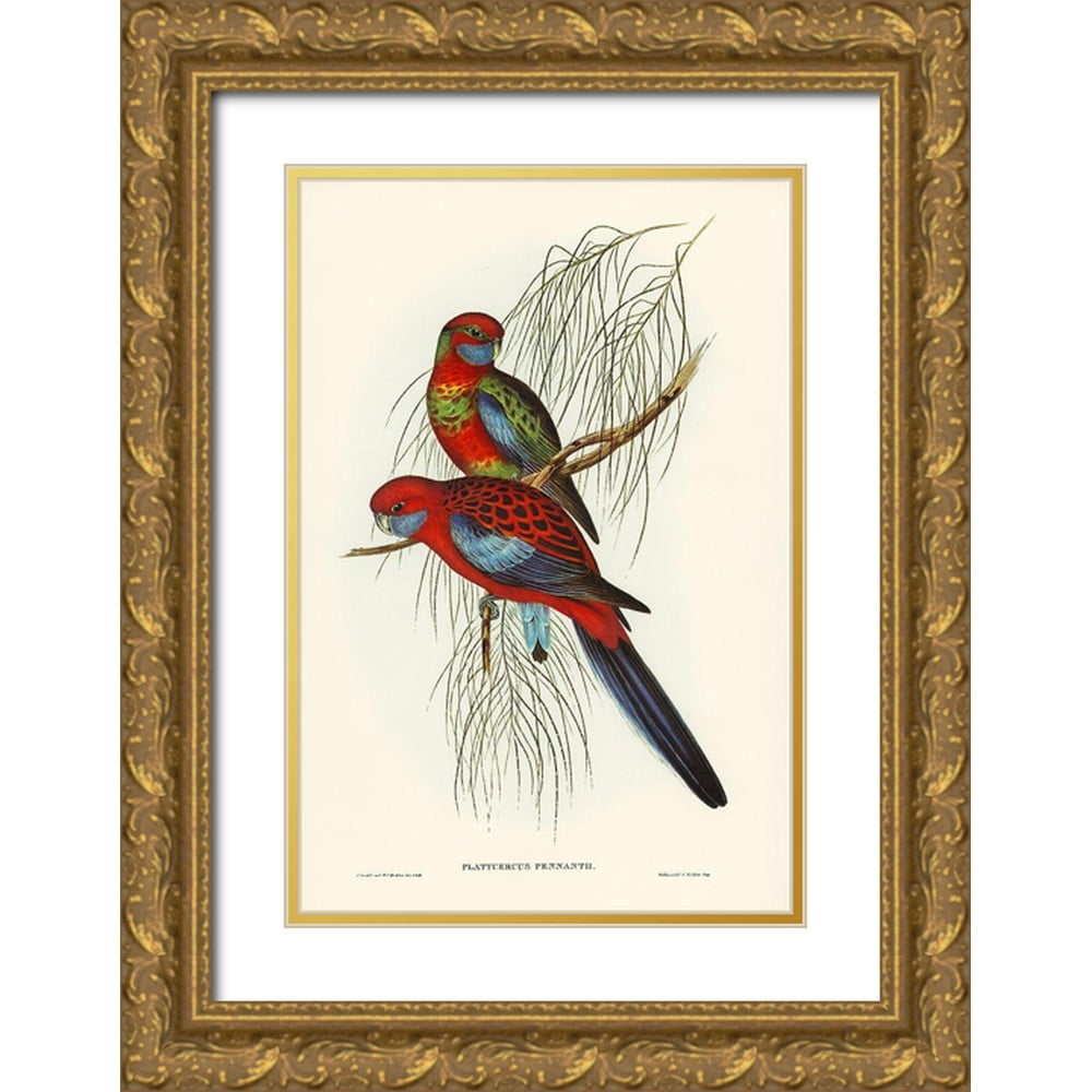 Gould, John 17x24 Gold Ornate Wood Framed with Double Matting Museum ...