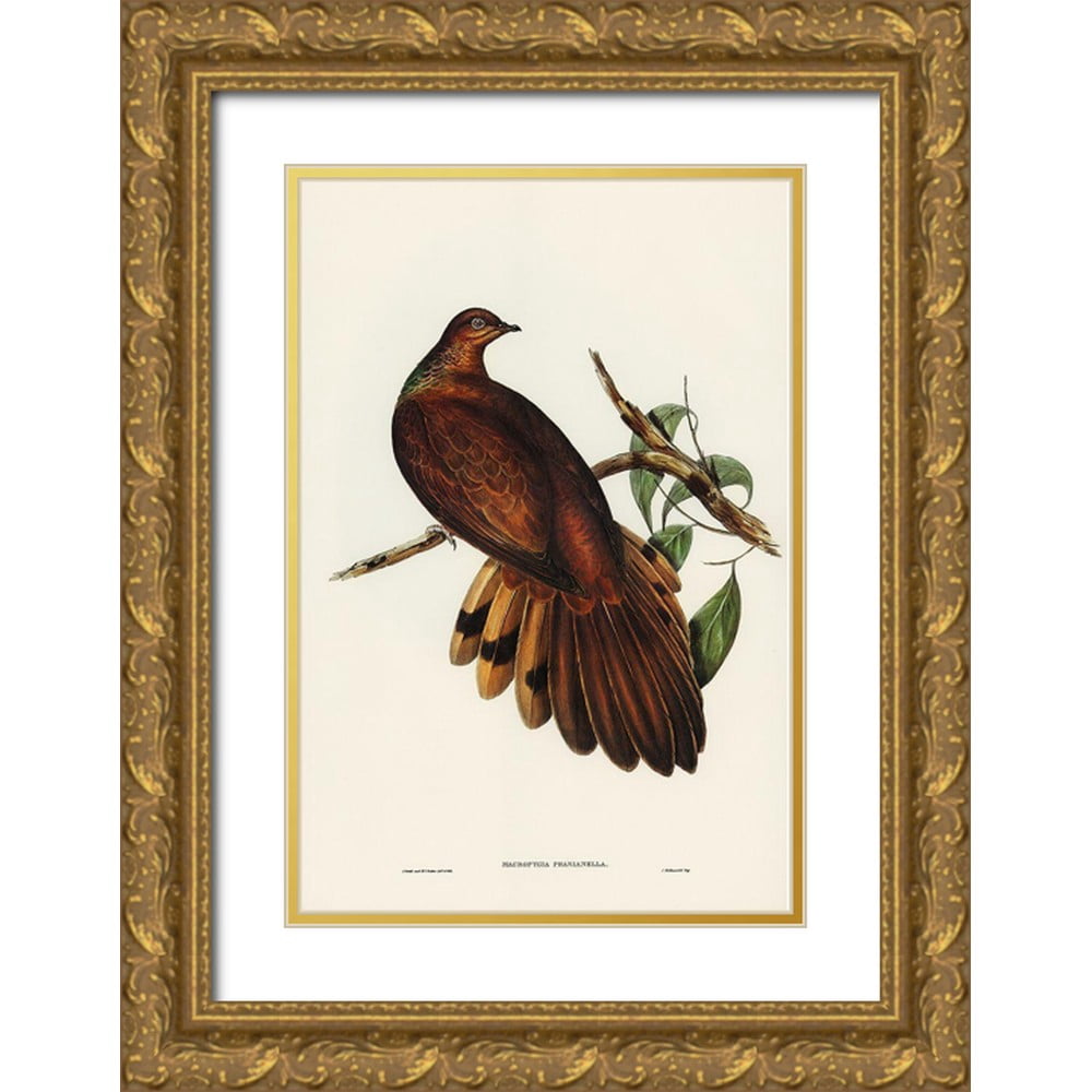 Gould, John 17x24 Gold Ornate Wood Framed with Double Matting Museum ...