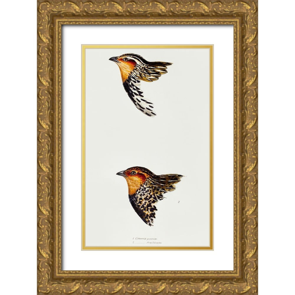 Gould, John 17x24 Gold Ornate Wood Framed with Double Matting Museum ...