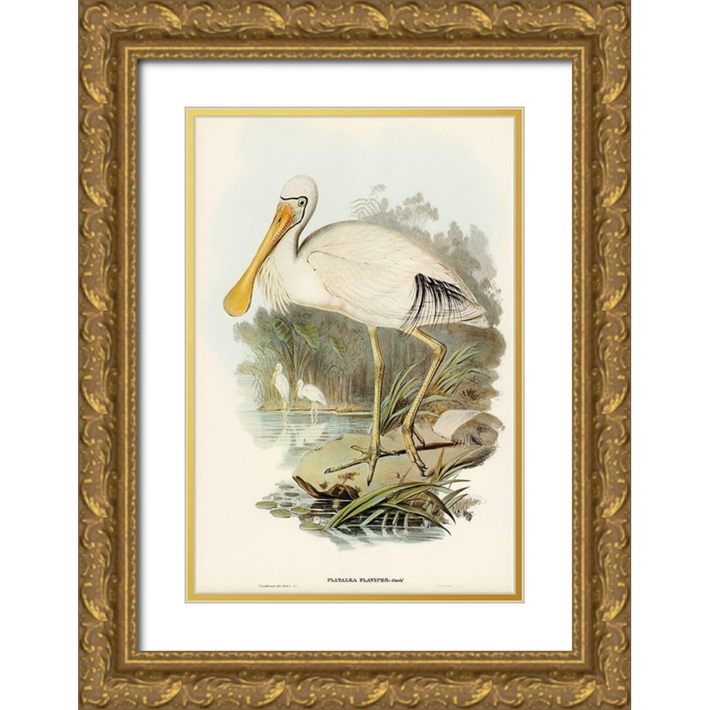 Gould, John 17x24 Gold Ornate Wood Framed with Double Matting Museum ...