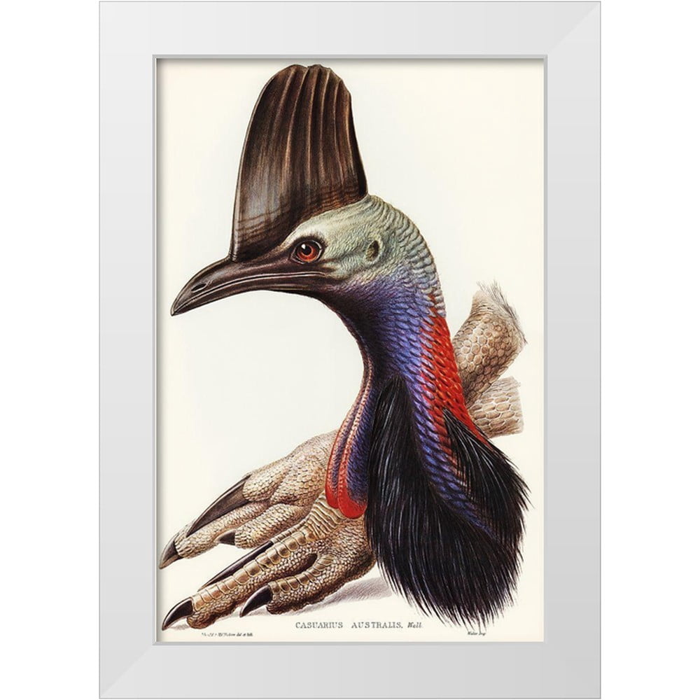 Gould, John 17x24 White Modern Wood Framed Museum Art Print Titled ...