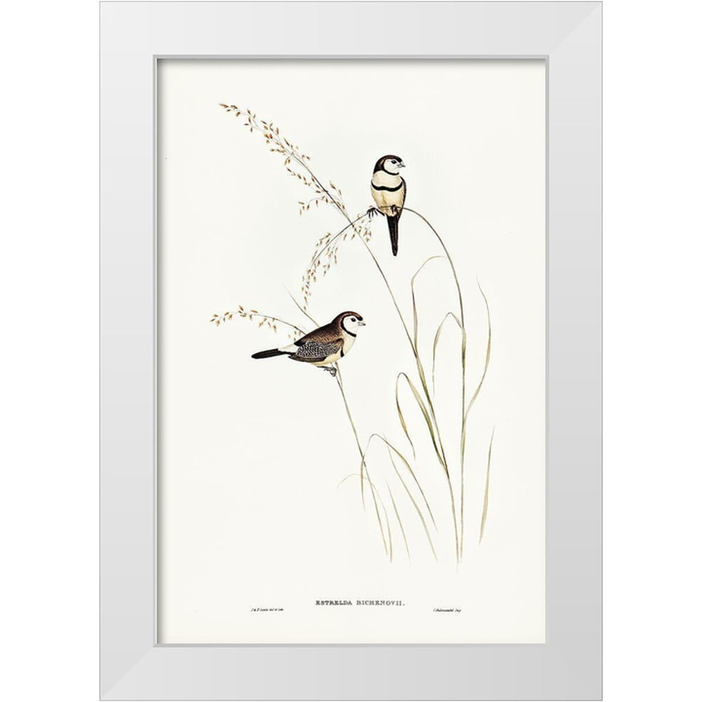 Gould, John 17x24 White Modern Wood Framed Museum Art Print Titled ...