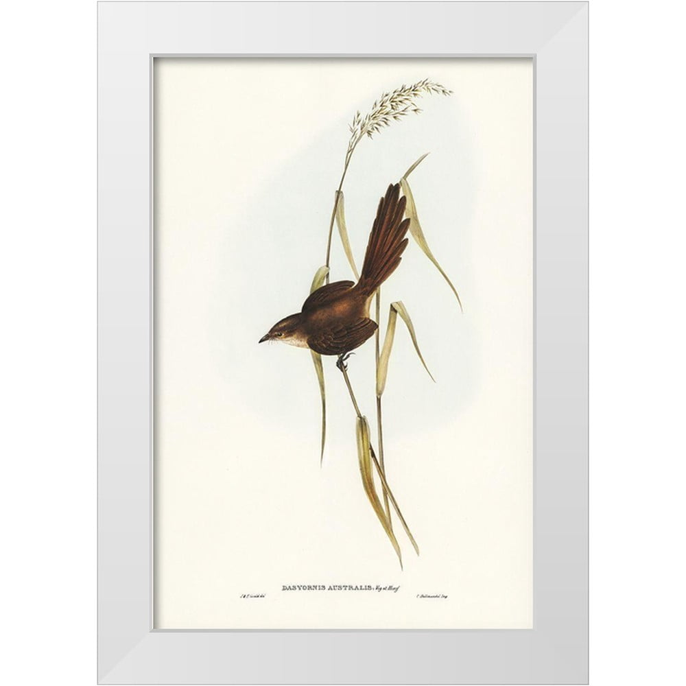 Gould, John 17x24 White Modern Wood Framed Museum Art Print Titled ...