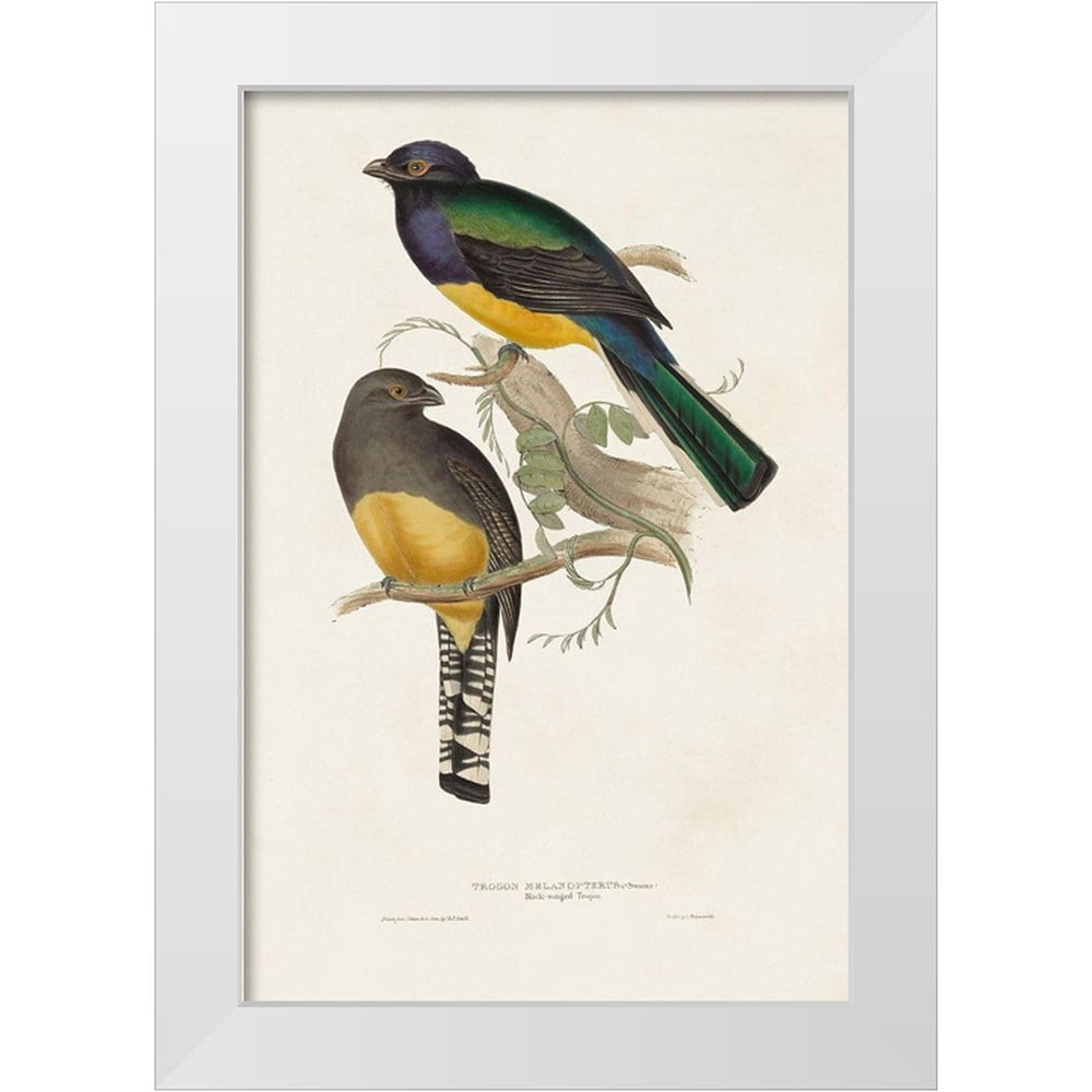 Gould, John 17x24 White Modern Wood Framed Museum Art Print Titled ...