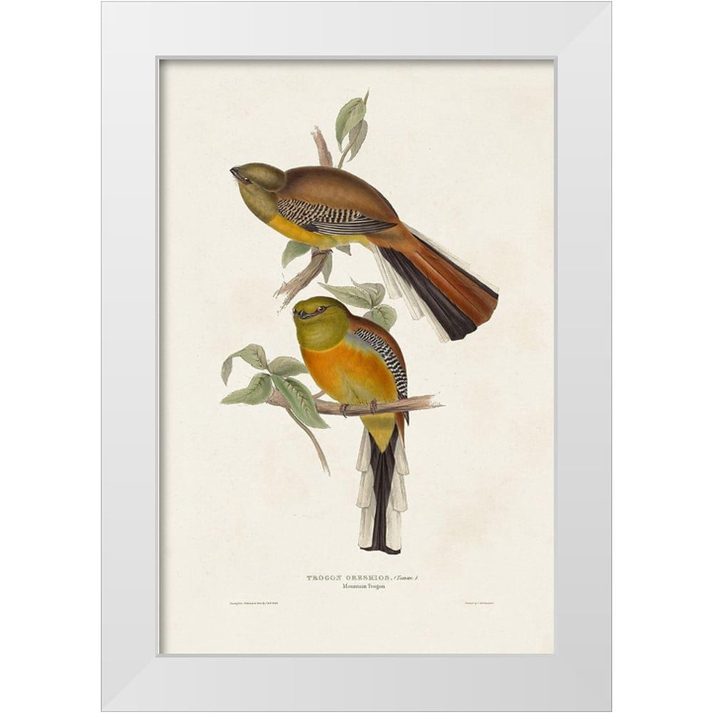 Gould, John 17x24 White Modern Wood Framed Museum Art Print Titled ...
