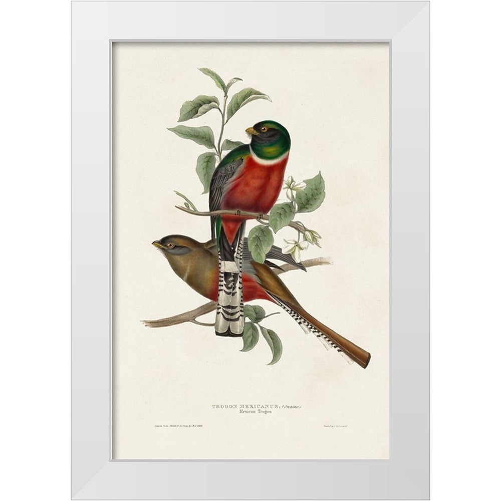 Gould, John 17x24 White Modern Wood Framed Museum Art Print Titled ...