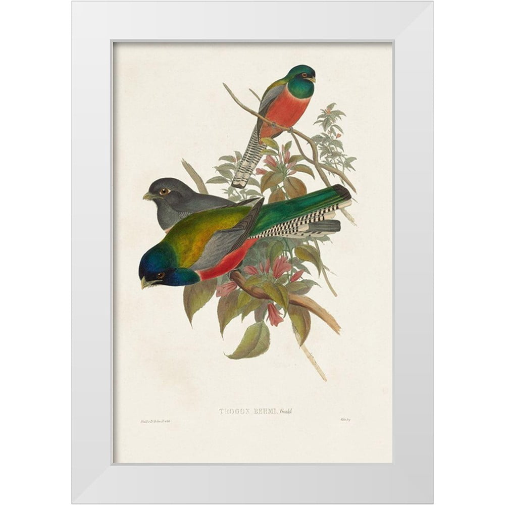 Gould, John 17x24 White Modern Wood Framed Museum Art Print Titled ...