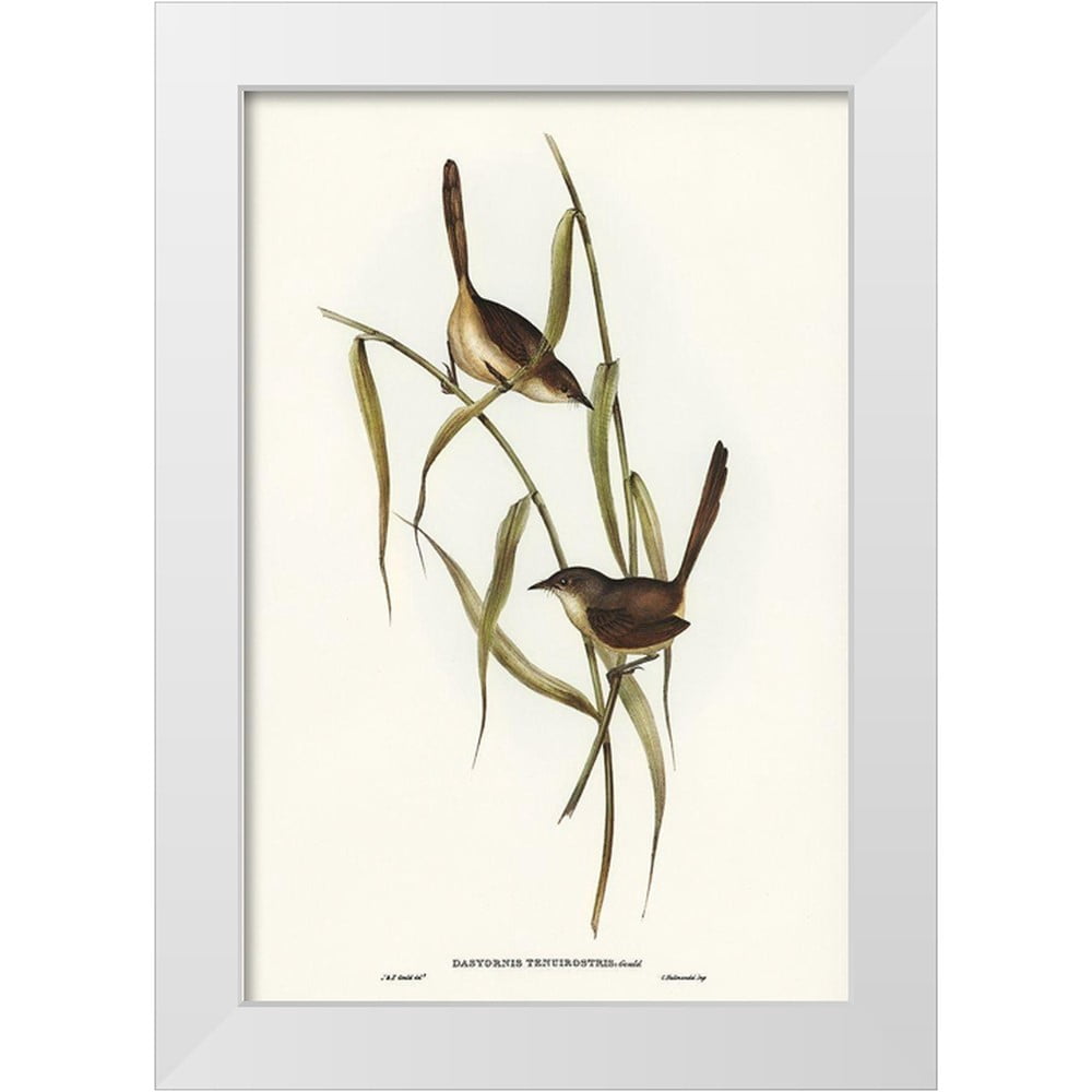 Gould, John 17x24 White Modern Wood Framed Museum Art Print Titled ...