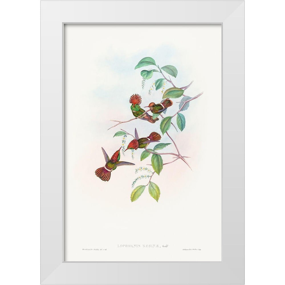 Gould, John 17x24 White Modern Wood Framed Museum Art Print Titled ...