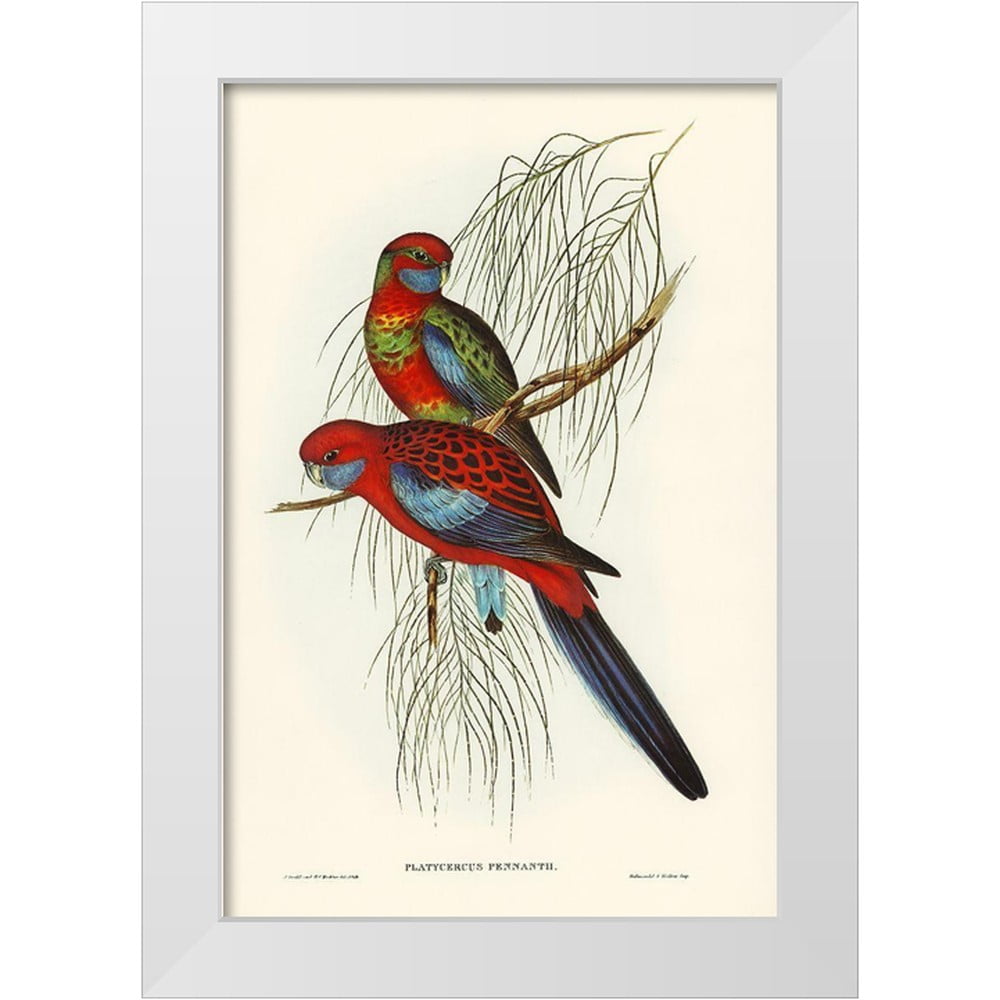 Gould, John 17x24 White Modern Wood Framed Museum Art Print Titled ...