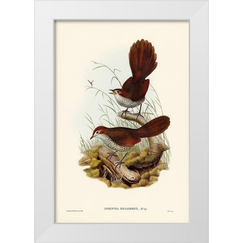 Gould, John 17x24 White Modern Wood Framed Museum Art Print Titled ...