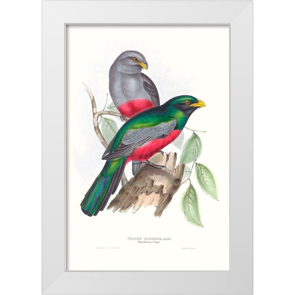 Gould, John 17x24 White Modern Wood Framed Museum Art Print Titled ...