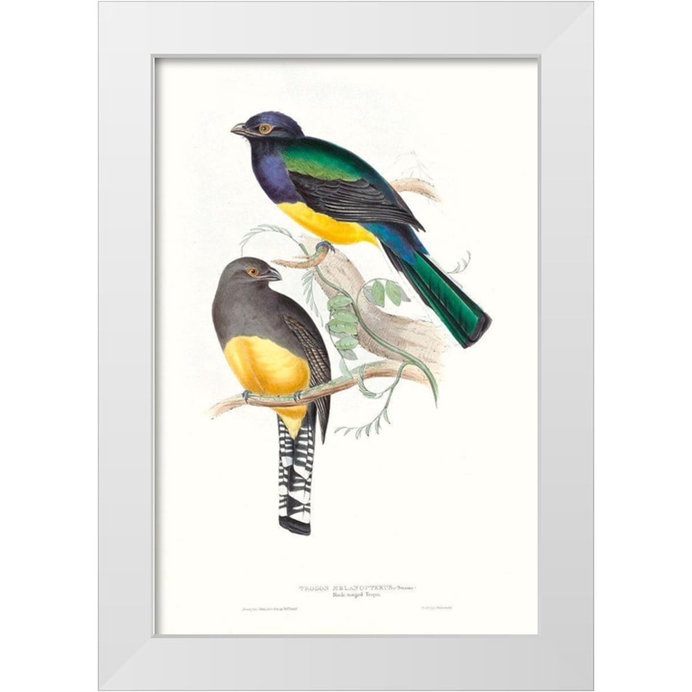 Gould, John 17x24 White Modern Wood Framed Museum Art Print Titled ...