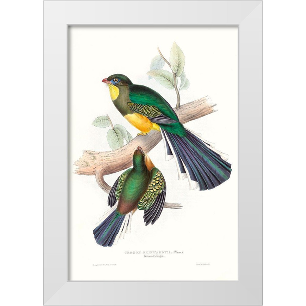 Gould, John 17x24 White Modern Wood Framed Museum Art Print Titled ...