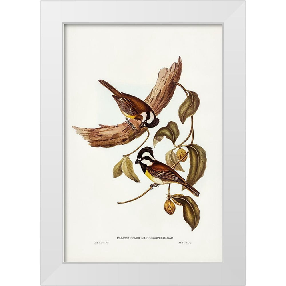 Gould, John 17x24 White Modern Wood Framed Museum Art Print Titled ...