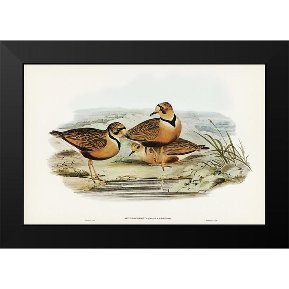 Gould, John 18x13 Black Modern Framed Museum Art Print Titled ...