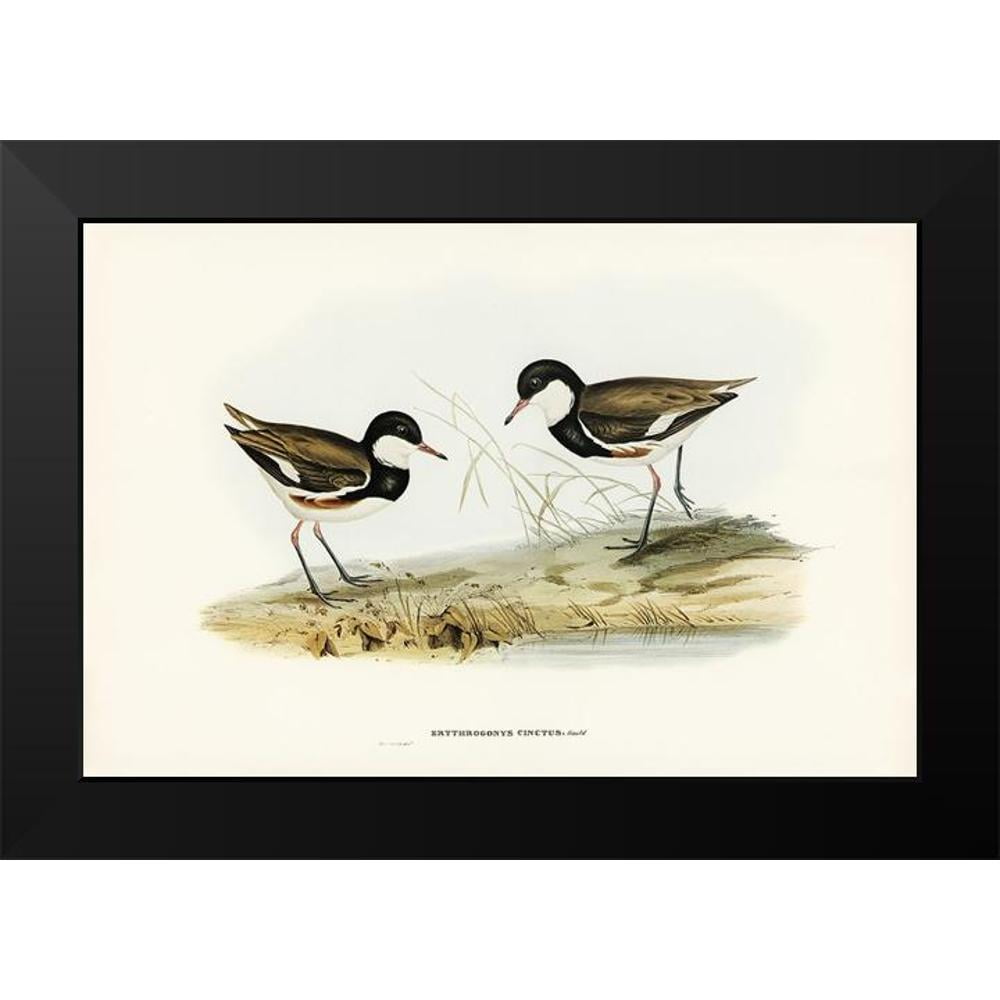Gould, John 18x13 Black Modern Framed Museum Art Print Titled - Banded ...
