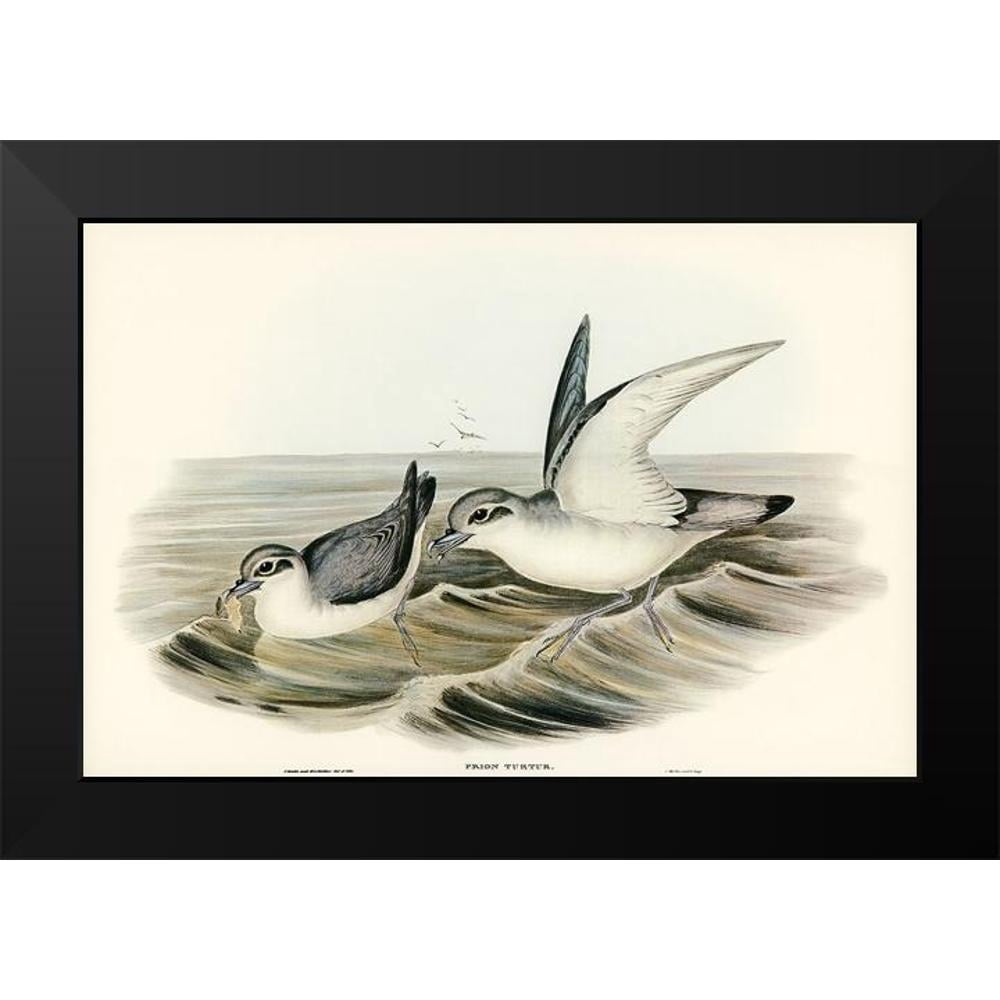 Gould, John 18x13 Black Modern Framed Museum Art Print Titled - Dove ...