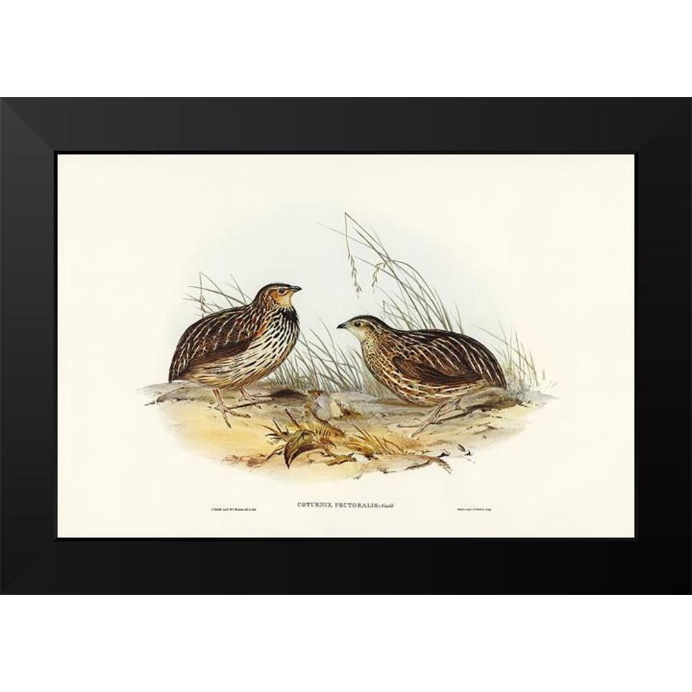 Gould, John 18x13 Black Modern Framed Museum Art Print Titled ...