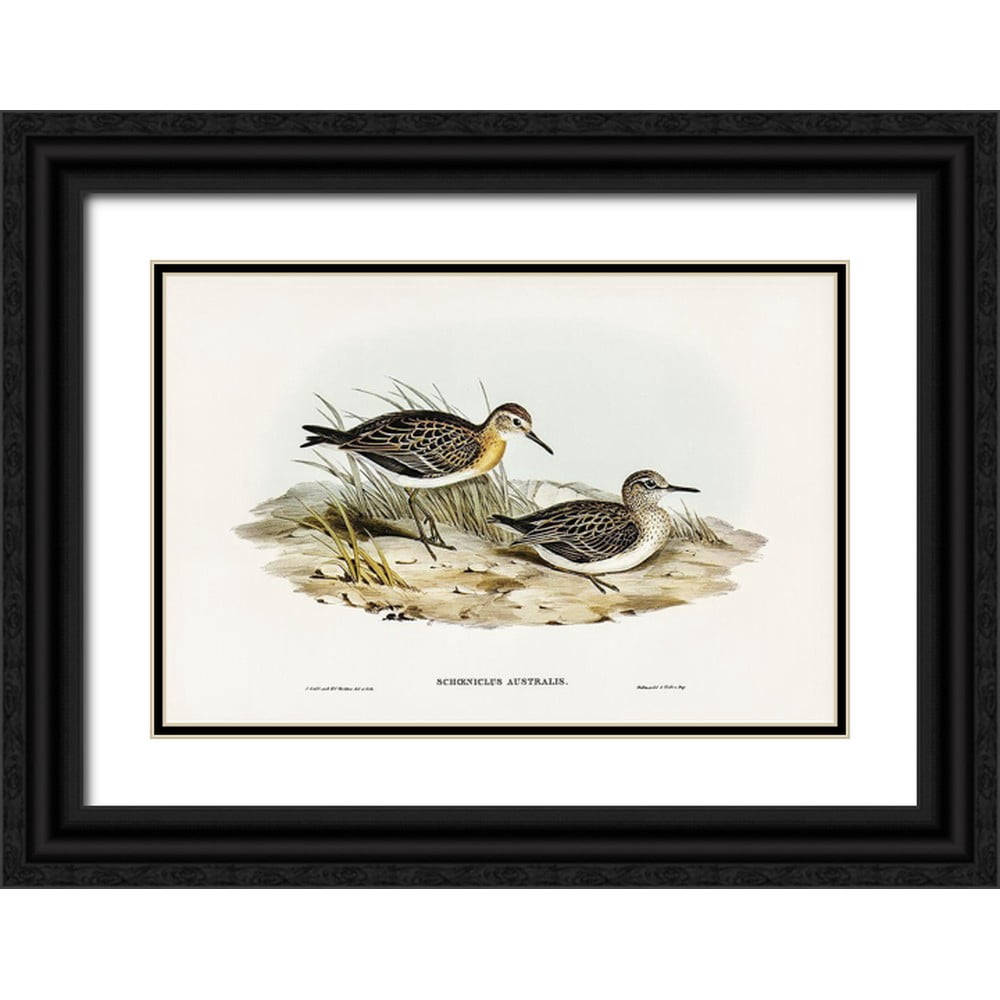 Gould, John 18x13 Black Ornate Wood Framed with Double Matting Museum ...