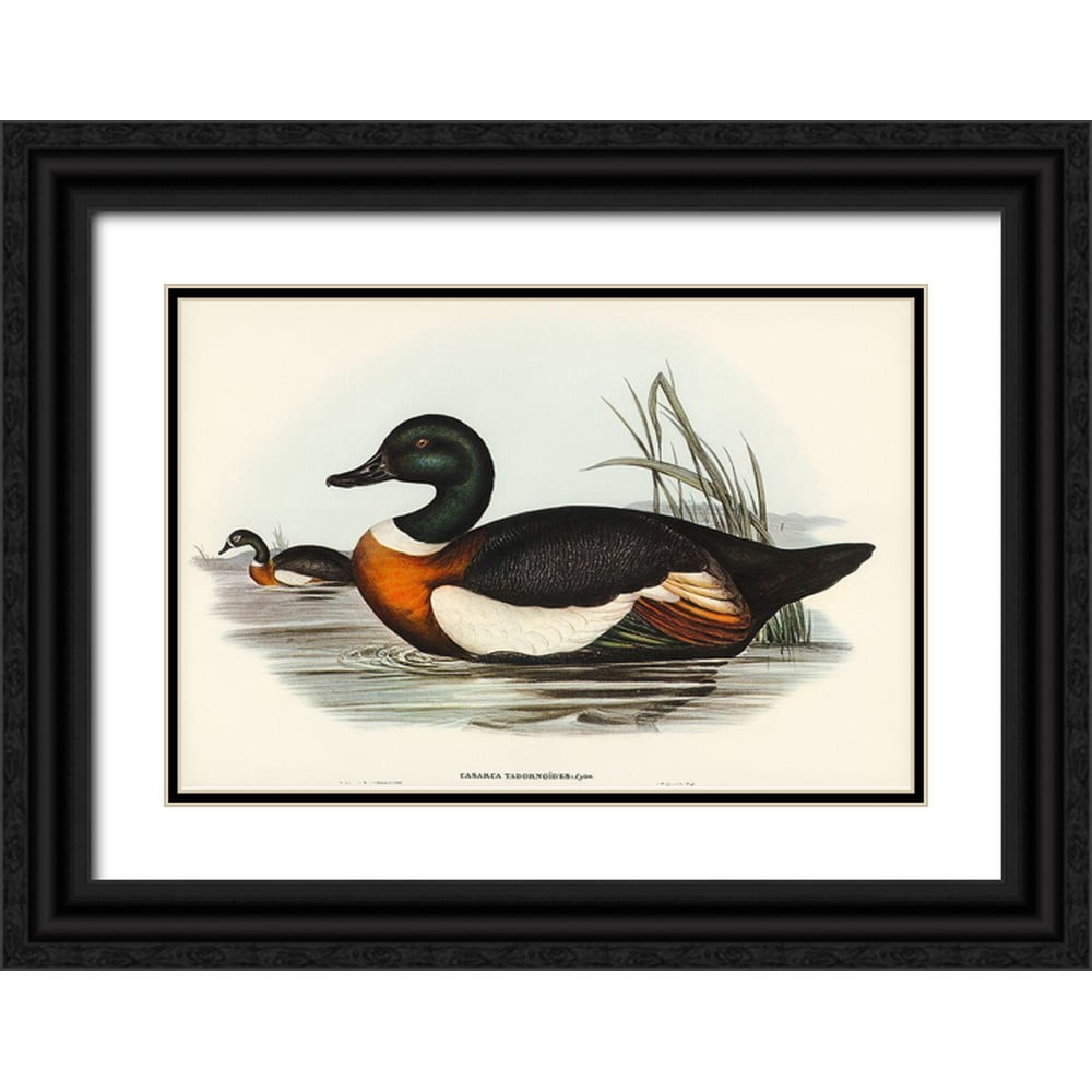 Gould, John 18x13 Black Ornate Wood Framed with Double Matting Museum ...