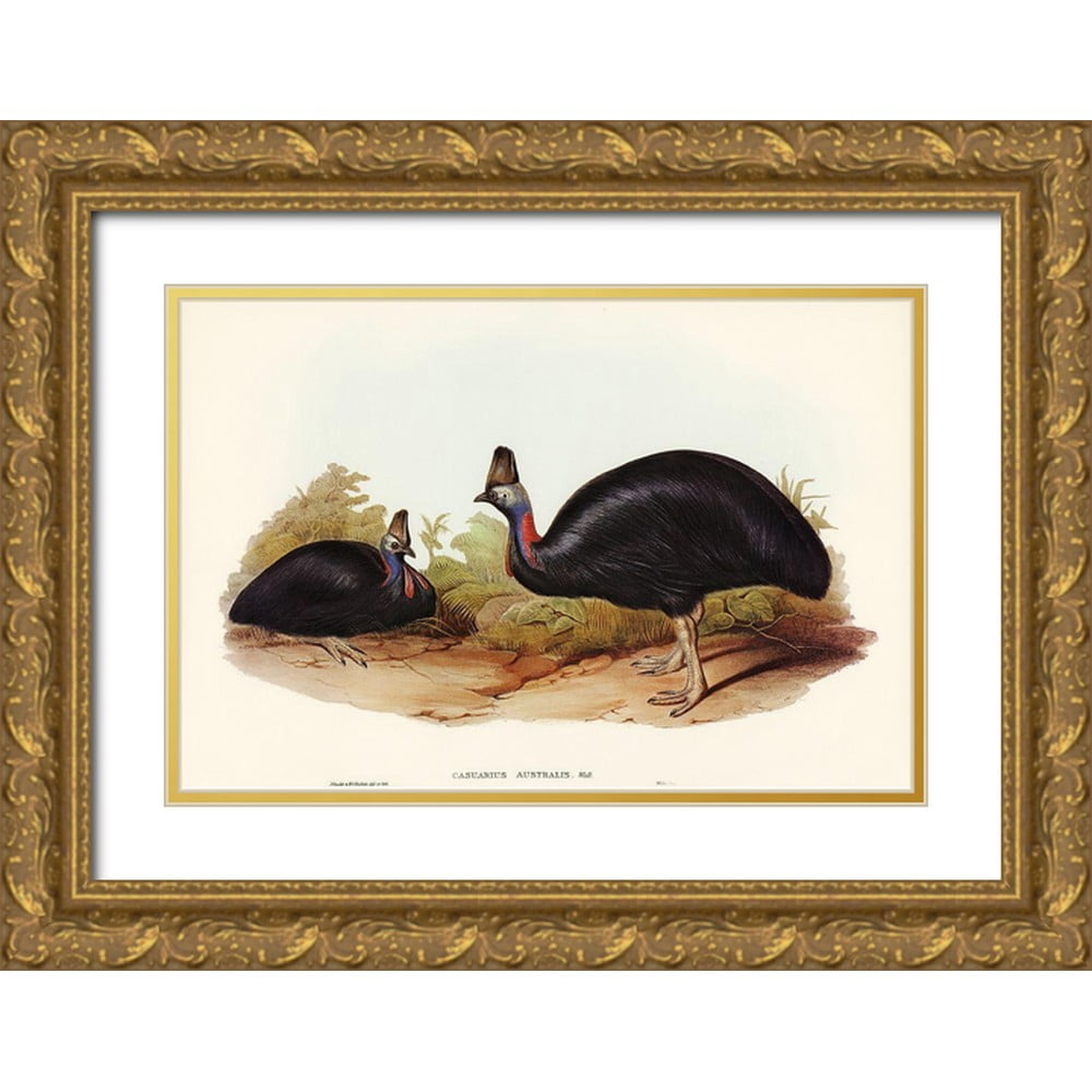 Gould, John 18x13 Gold Ornate Wood Framed with Double Matting Museum ...