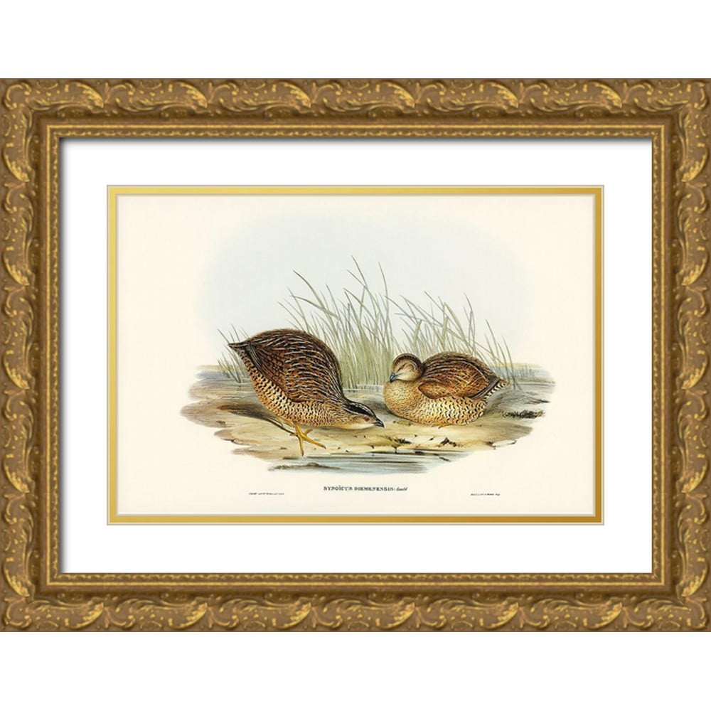 Gould, John 18x13 Gold Ornate Wood Framed with Double Matting Museum ...