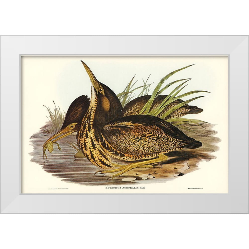 Gould, John 18x13 White Modern Wood Framed Museum Art Print Titled - Australian Bittern-Botaurus ...