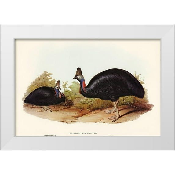 Gould, John 18x13 White Modern Wood Framed Museum Art Print Titled - Australian Cassowary ...