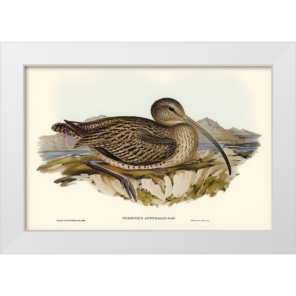Gould, John 18x13 White Modern Wood Framed Museum Art Print Titled - Australian Curlew-Numenius ...