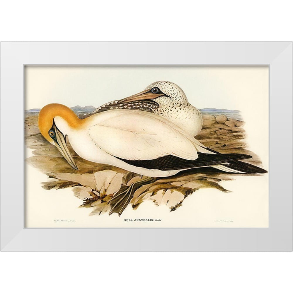Gould, John 18x13 White Modern Wood Framed Museum Art Print Titled - Australian Gannet-Sula ...